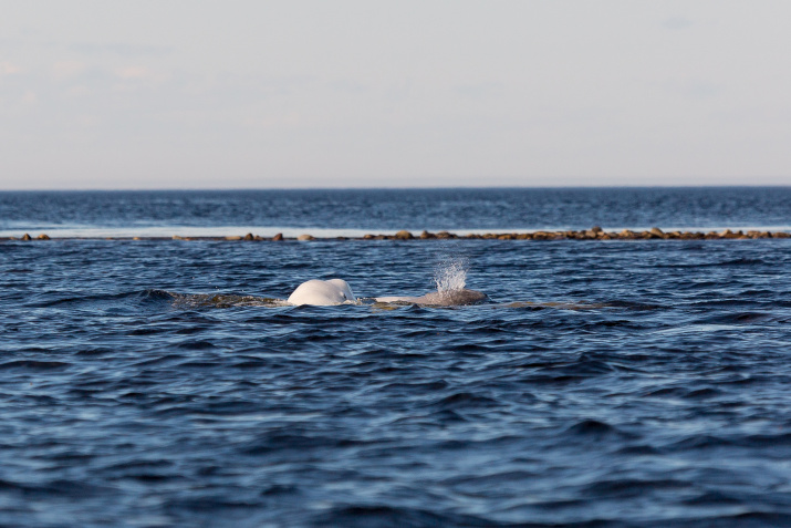 Is It Necessary To Save Beluga Whales Captured By Ice In Penkigngei Bay