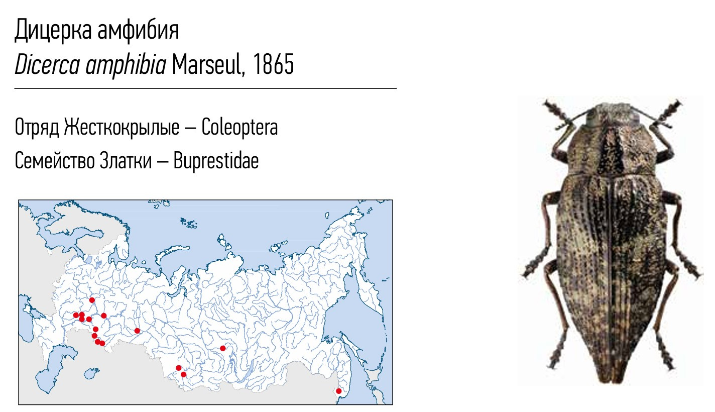 Наши экспедиции: Дицерка амфибия, или редчайший вид на забытом фото ...