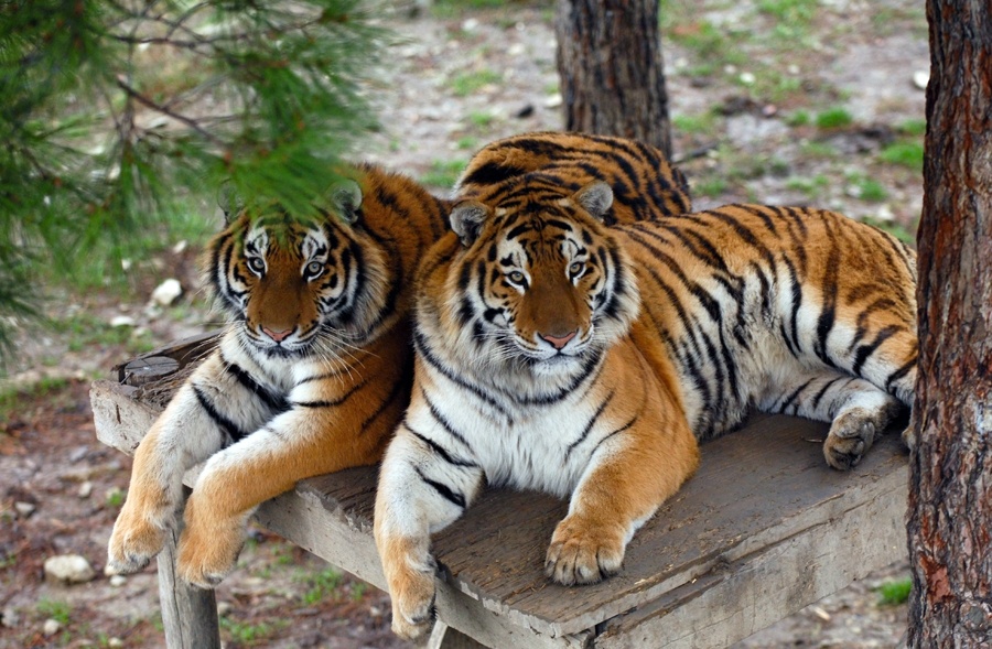 The Siberian tiger | Russian Geographical Society
