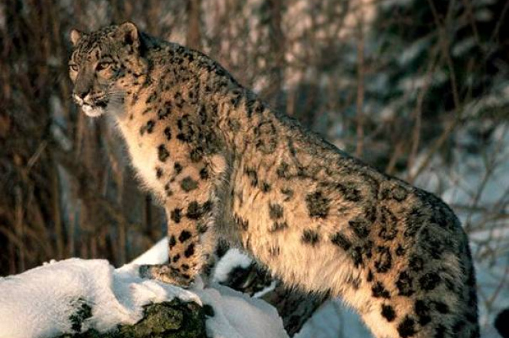 The snow leopard | Russian Geographical Society