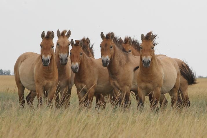 About the Przewalski’s horse | Russian Geographical Society