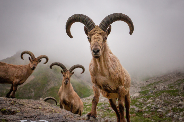 West Caucasian Tur in the Kabardino-Balkaria Nature Reserve | Russian ...
